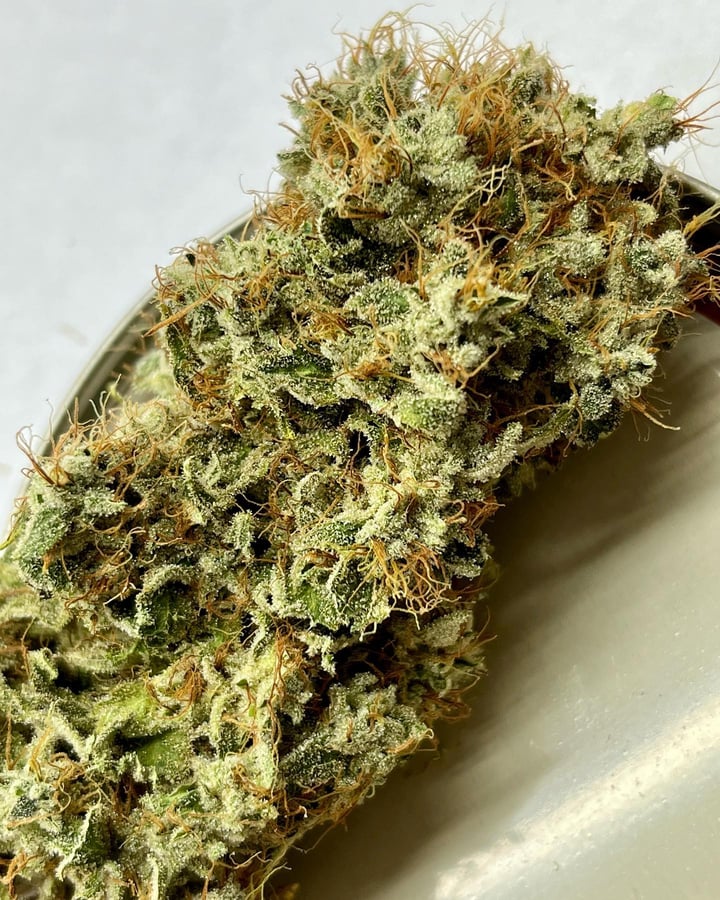 Crickets and Cicada Seeds - NL 2 x Puck Backcross 1