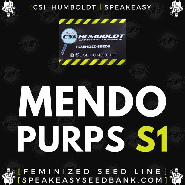 Mendo Purps Strain / Mendocino Purple ♀️ • S1 Feminized Seeds