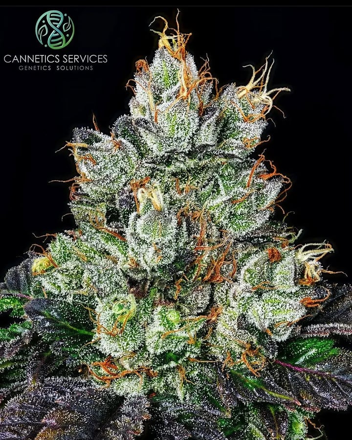 Rootbeer Freeze Strain 🍺🍦 • Legit Root Beer Seeds • Mean Gene