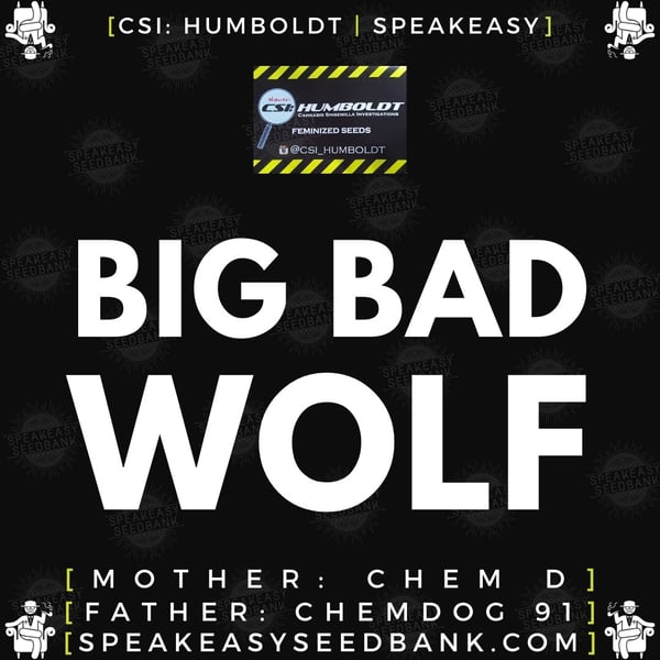 Big Bad Wolf V1 Strain (Seeds) 🐺 • Huff & Puff = Nothing To Fear