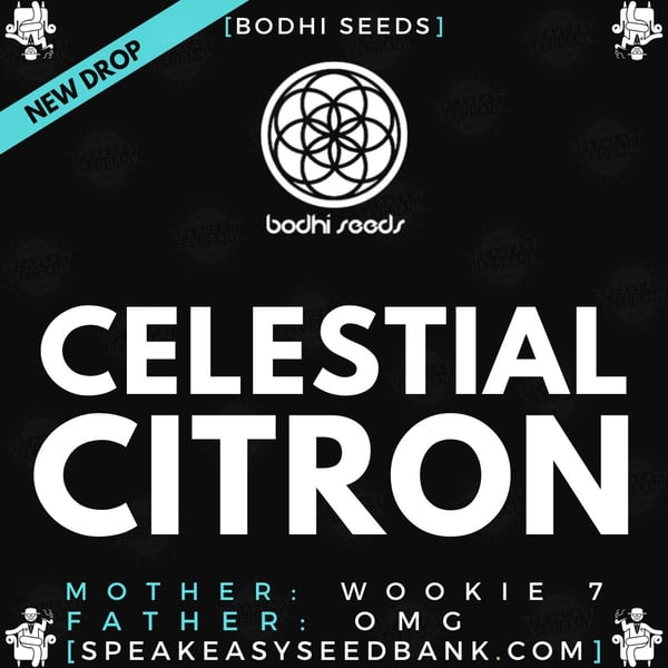 Celestial Citron Strain (Seeds) 🔭🍋 • Unidentified Flavor Object!