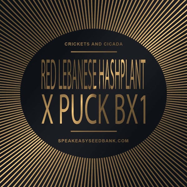 Red Lebanese Hashplant x Puck Backcross Strain (Seeds) • Wow!