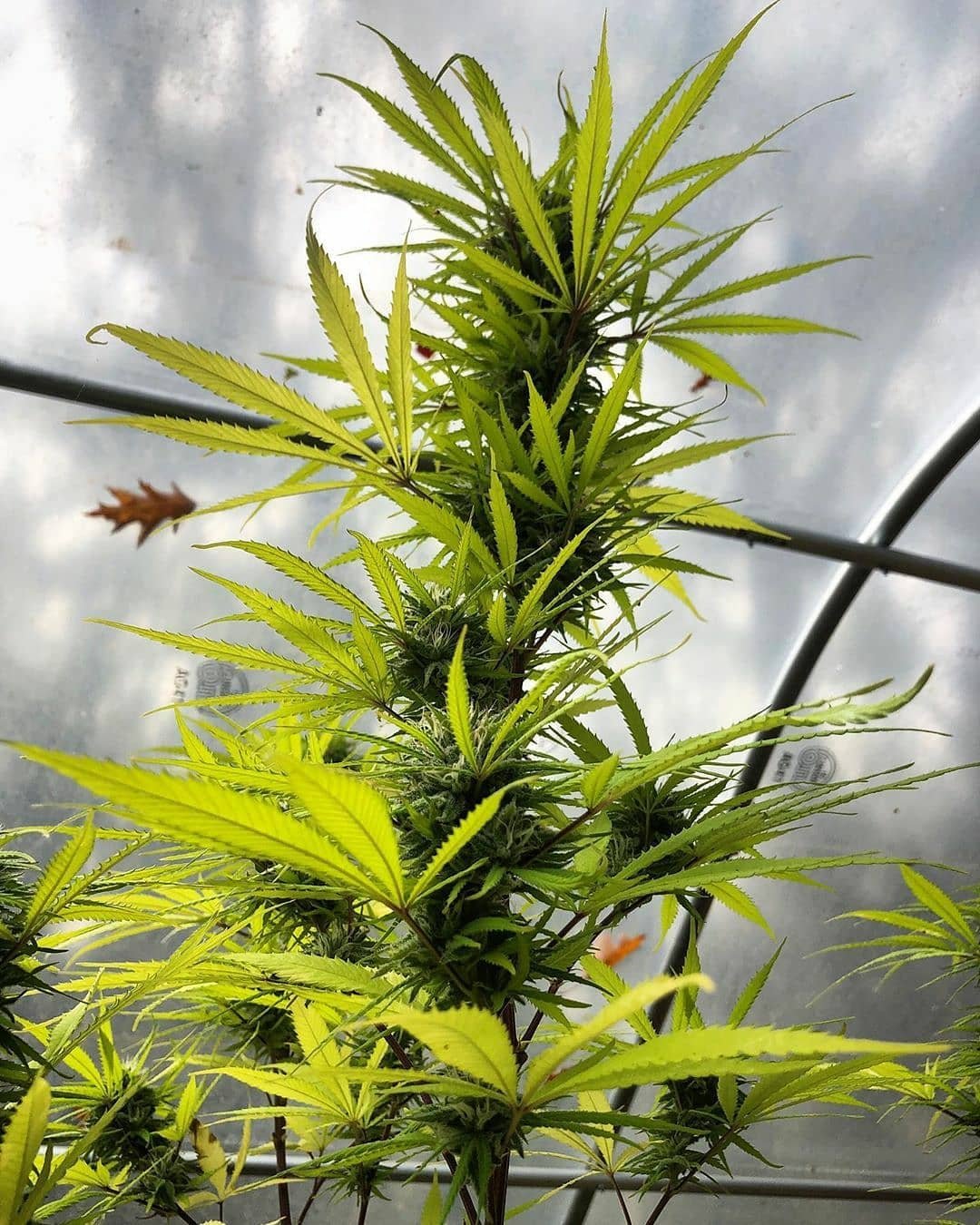 Moose And Lobsta v2 • Speakeasy Showcase