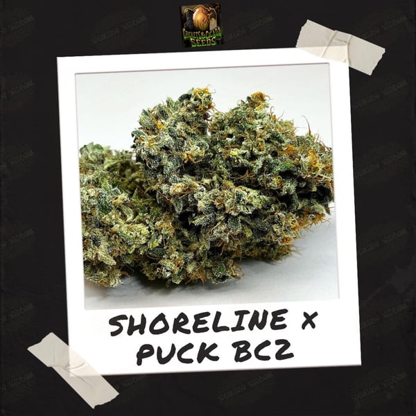 Shoreline x Puck BC2 Strain (Seeds) • A Joy Ride Along The Coast