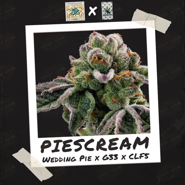 Piescream Strain • Award Winning Collab | 710 Labs Approved🥧😱