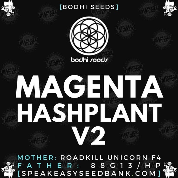 Magenta Hashplant Strain V2 (Seeds) 💜#️⃣🪴 • Myth Lives 🦨🦄