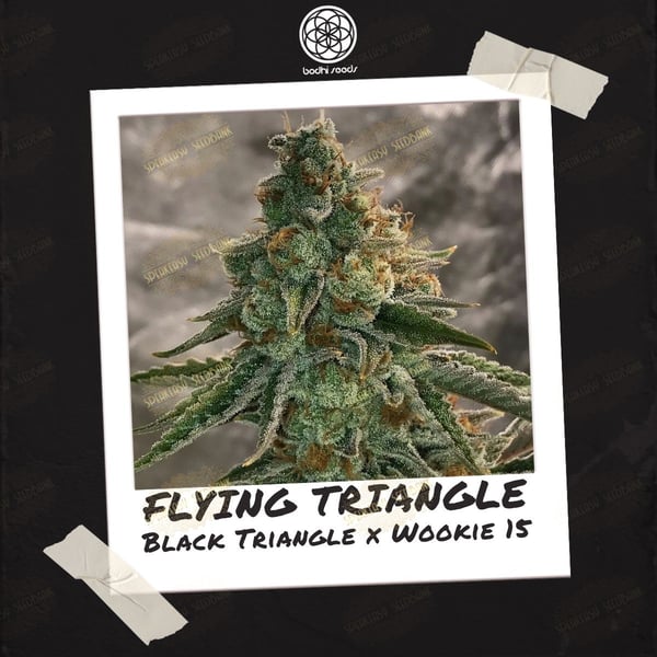 Flying Triangle Strain 🛸🛆 • 100% Through The Roof Pedigree