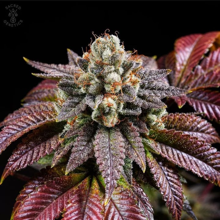 Black Triangle • Speakeasy Showcase