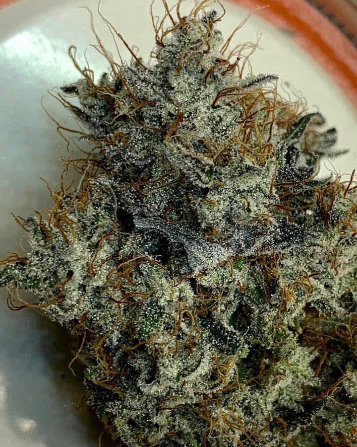 Crickets and Cicada Seeds - Nepalese Hashplant x Puck Backcross Strain