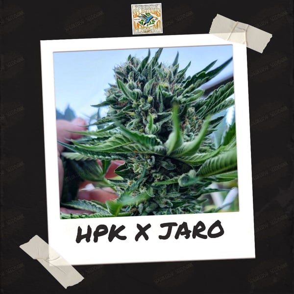 HPK x Jaro Strain (Seeds) • Loud Kush Terps • Sound System Vibe