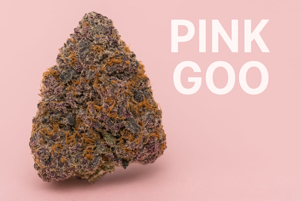 Pink Goo Strain Guide: Effects, Flavors, and Growing Tips