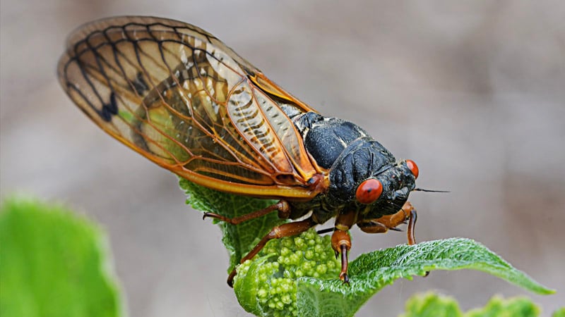 Rare Emergence of Cicadas Perfect ‘Opportunity’ to Eat the Bugs, Axios ...