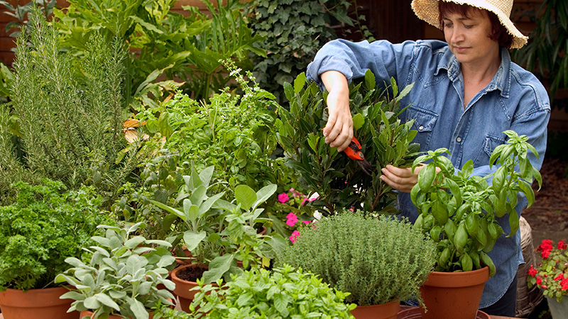 10 Medicinal Plants You Should Have in Your Home Garden