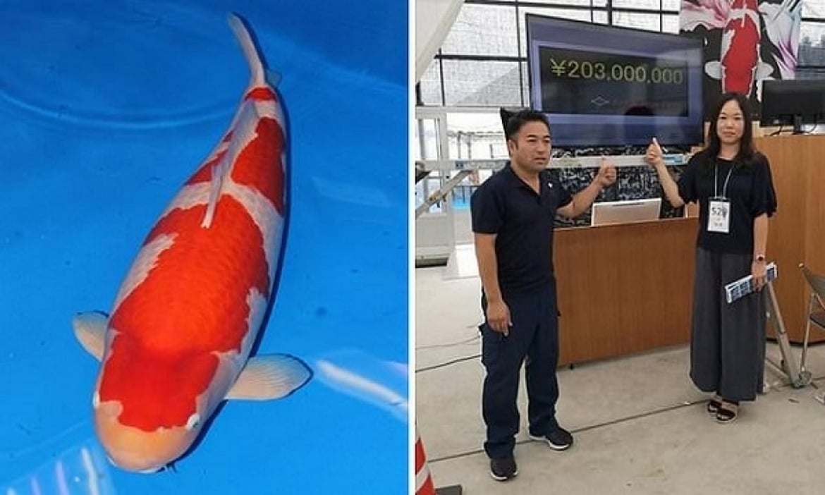 The worlds most expensive fish was sold for a record-breaking $1.8M ...