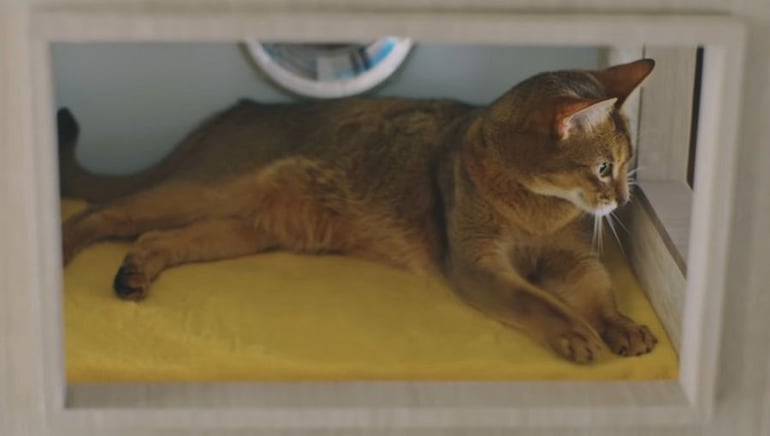 Why just a cat house? This Japanese firm has created a functional four ...
