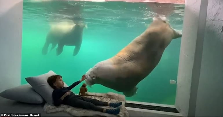 A view like no other - This Belgian zoo resort has an underwater suite ...