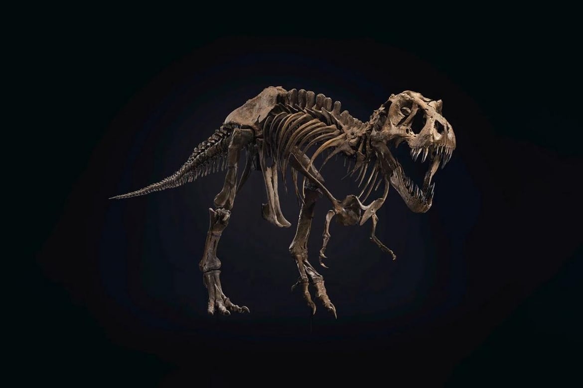 Christies is auctioning a full sized, complete T. Rex Skeleton and it ...