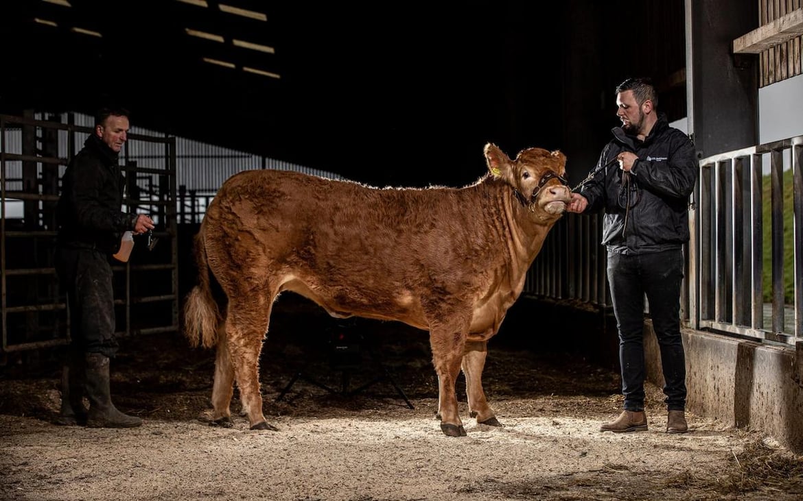 Holy Cow! Named after Posh Spice, Britain’s most expensive cow sells ...