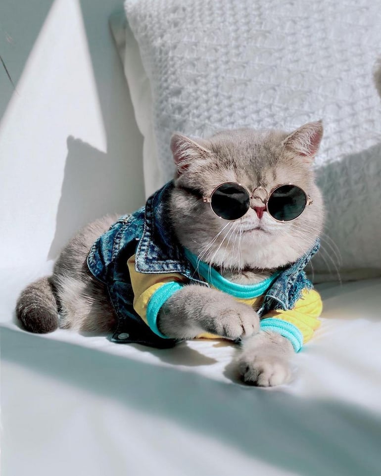 Abandoned on the streets of Dubai, this rescue cat found a new home in ...
