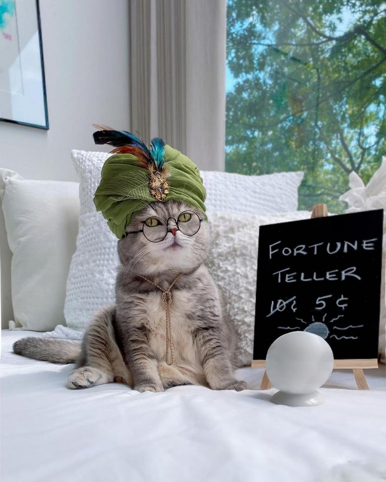 Abandoned on the streets of Dubai, this rescue cat found a new home in ...
