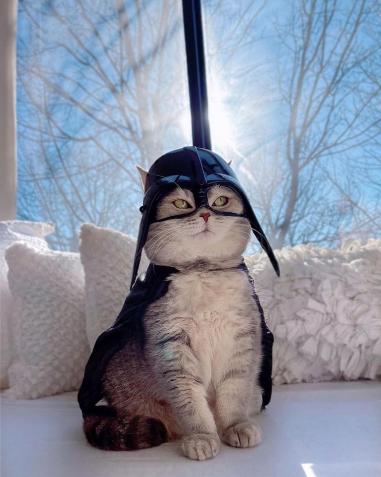 Abandoned on the streets of Dubai, this rescue cat found a new home in ...