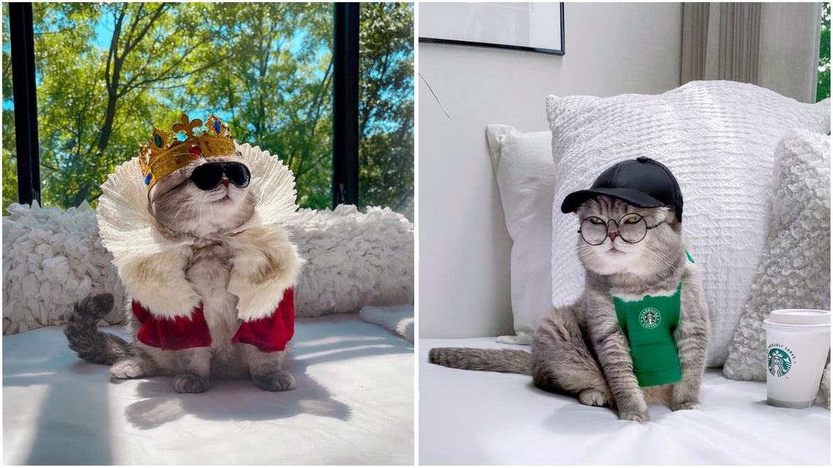 Abandoned on the streets of Dubai, this rescue cat found a new home in ...
