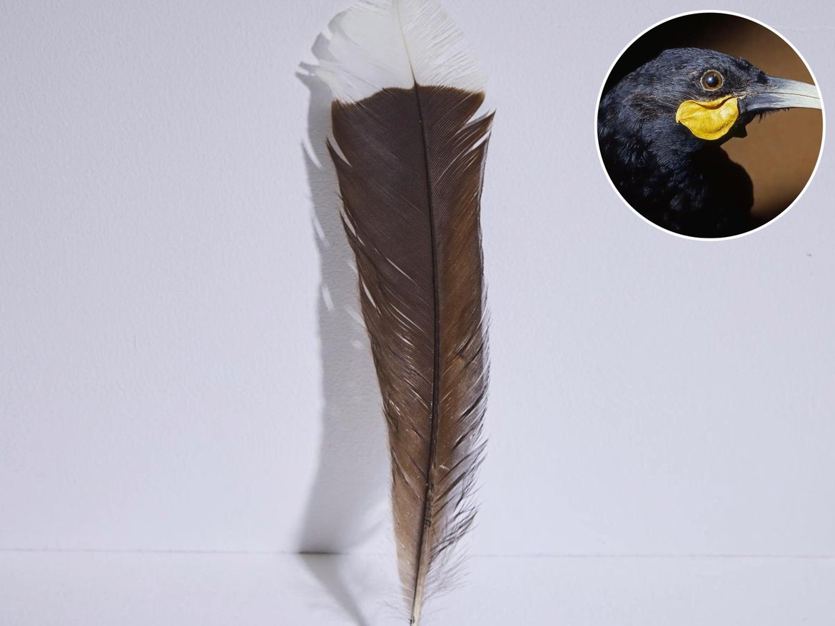 Auctioned for more than ten times its estimate, this single feather ...