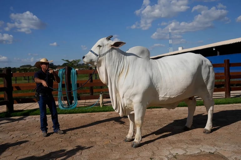 Million-dollar Moo! Viatina-19, the world’s most expensive cow, sold ...