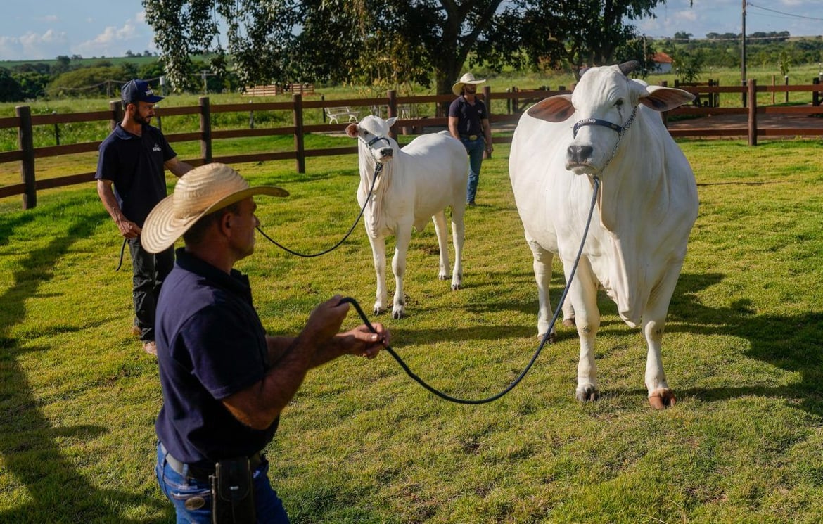 Million-dollar Moo! Viatina-19, the world’s most expensive cow, sold ...