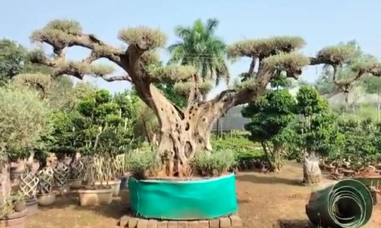Tree troubles of the rich and famous: A Walmart heiress flew into a ...