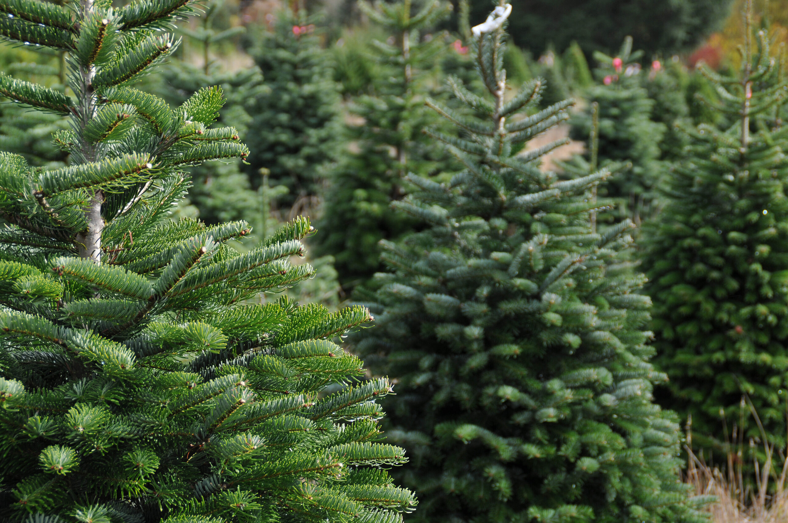 Police Investigating Christmas Tree Theft | Source of the Spring