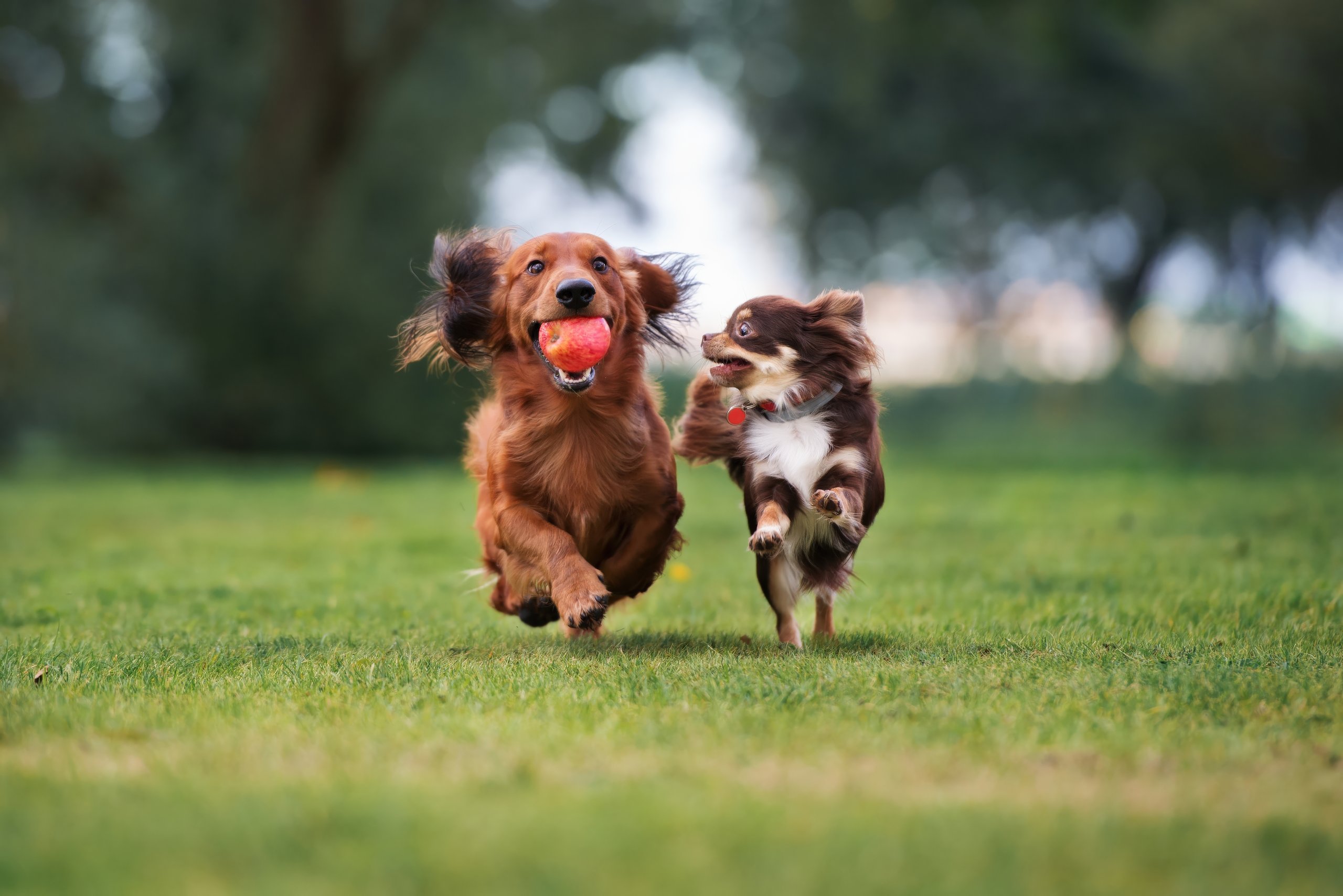 Ellsworth Urban Dog Park to Close for Six-Month Renovation Starting ...