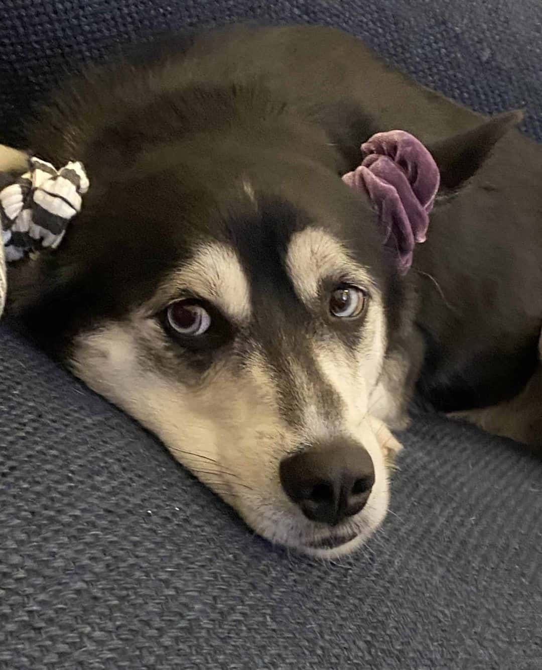 Pet of the Week: “This is Mitch! He is a 2 1/2 year old Pomsky. He ...