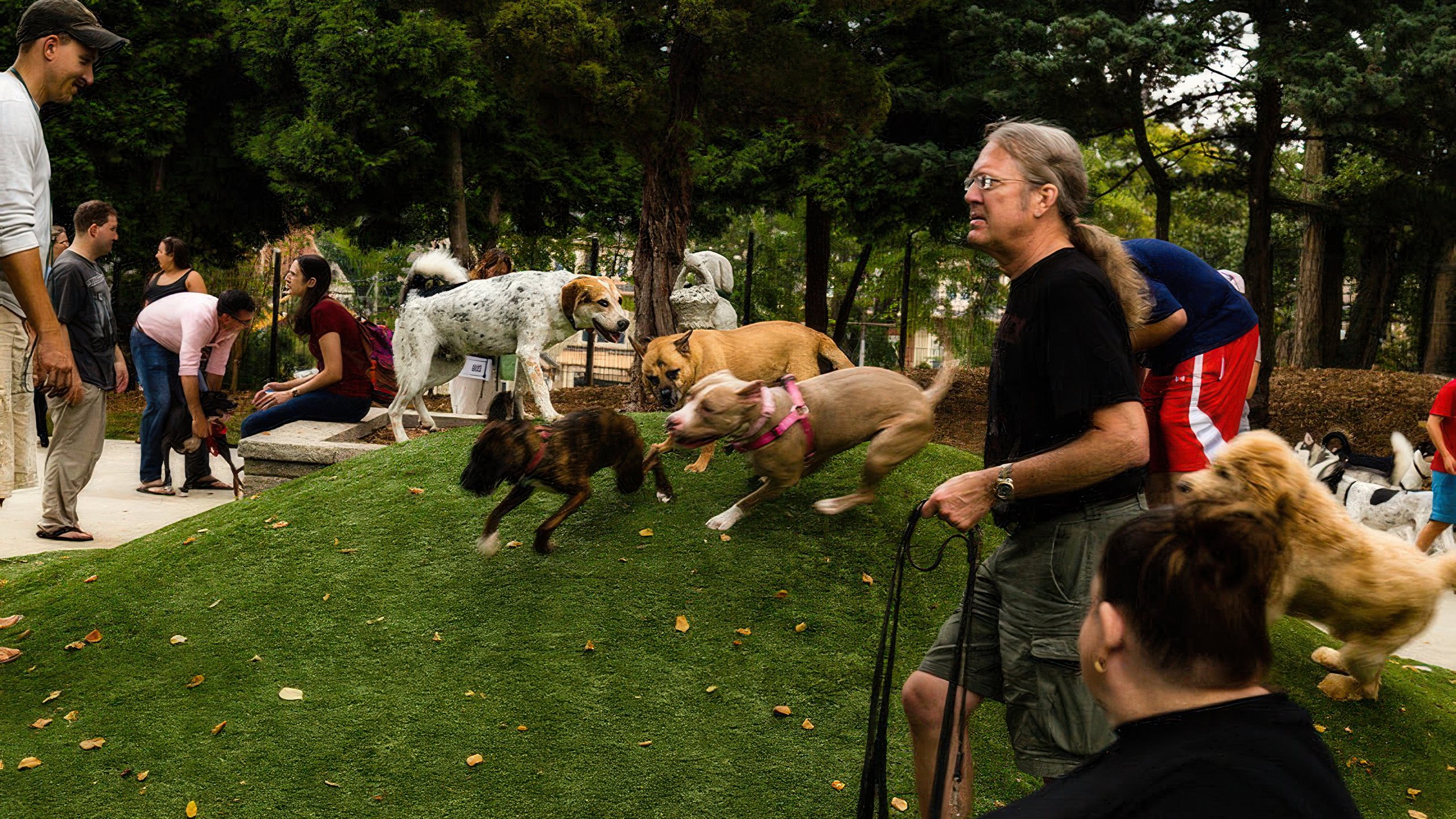 Ellsworth Urban Dog Park Renovation Delayed to January 2025 | Source of ...