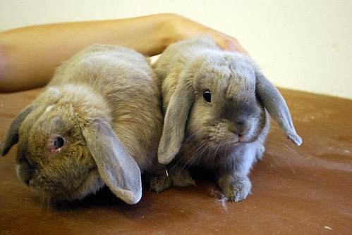 County’s Adoption Center Waiving Fees to Adopt Rabbits | Source of the ...
