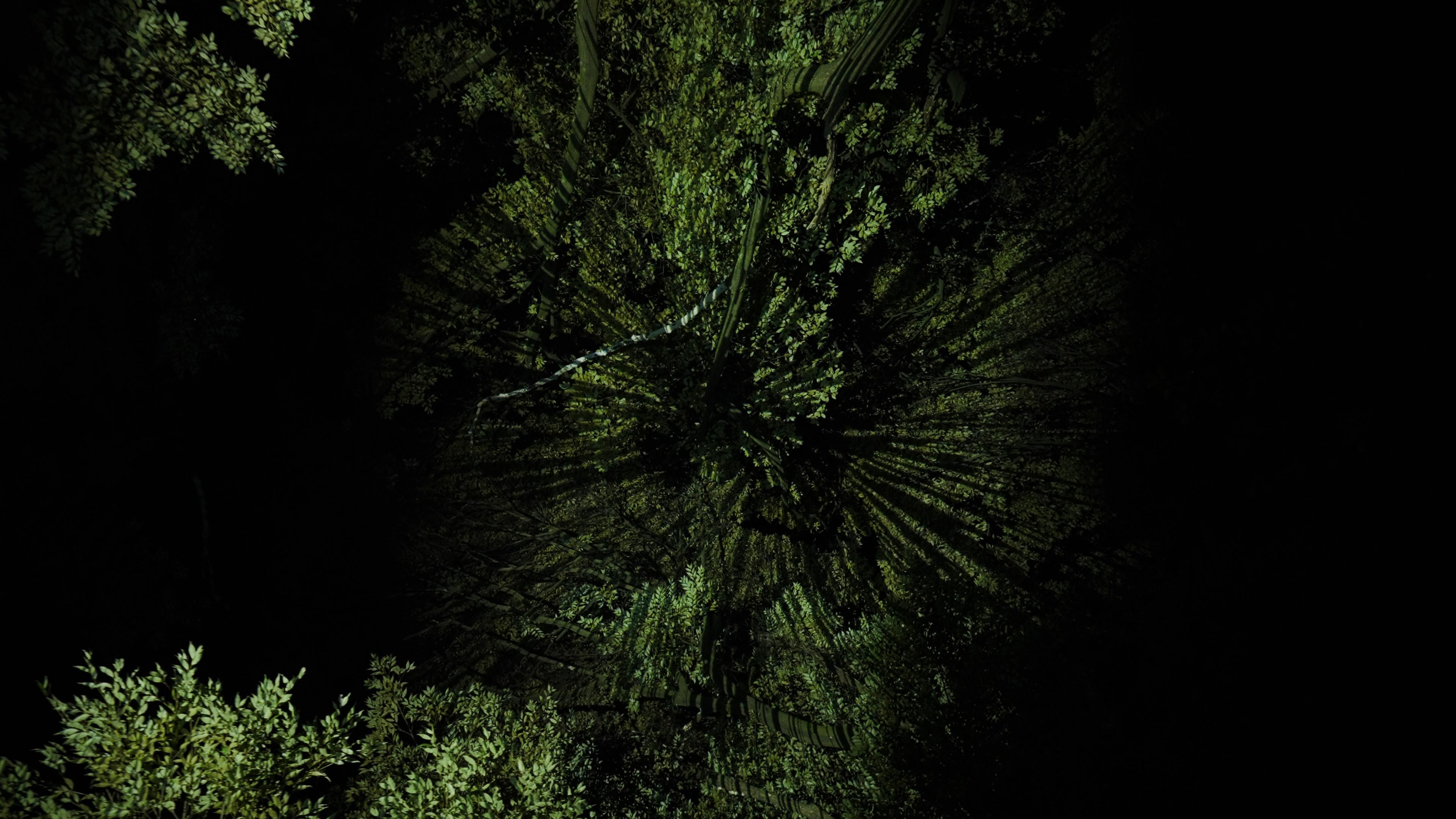 Cut Out Continuous Life - Forest Path and Forest Canopy（old：Cut Out ...