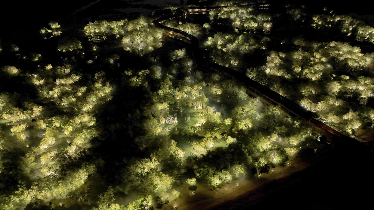 Life is Continuous Light - Mangrove Forest | teamLab