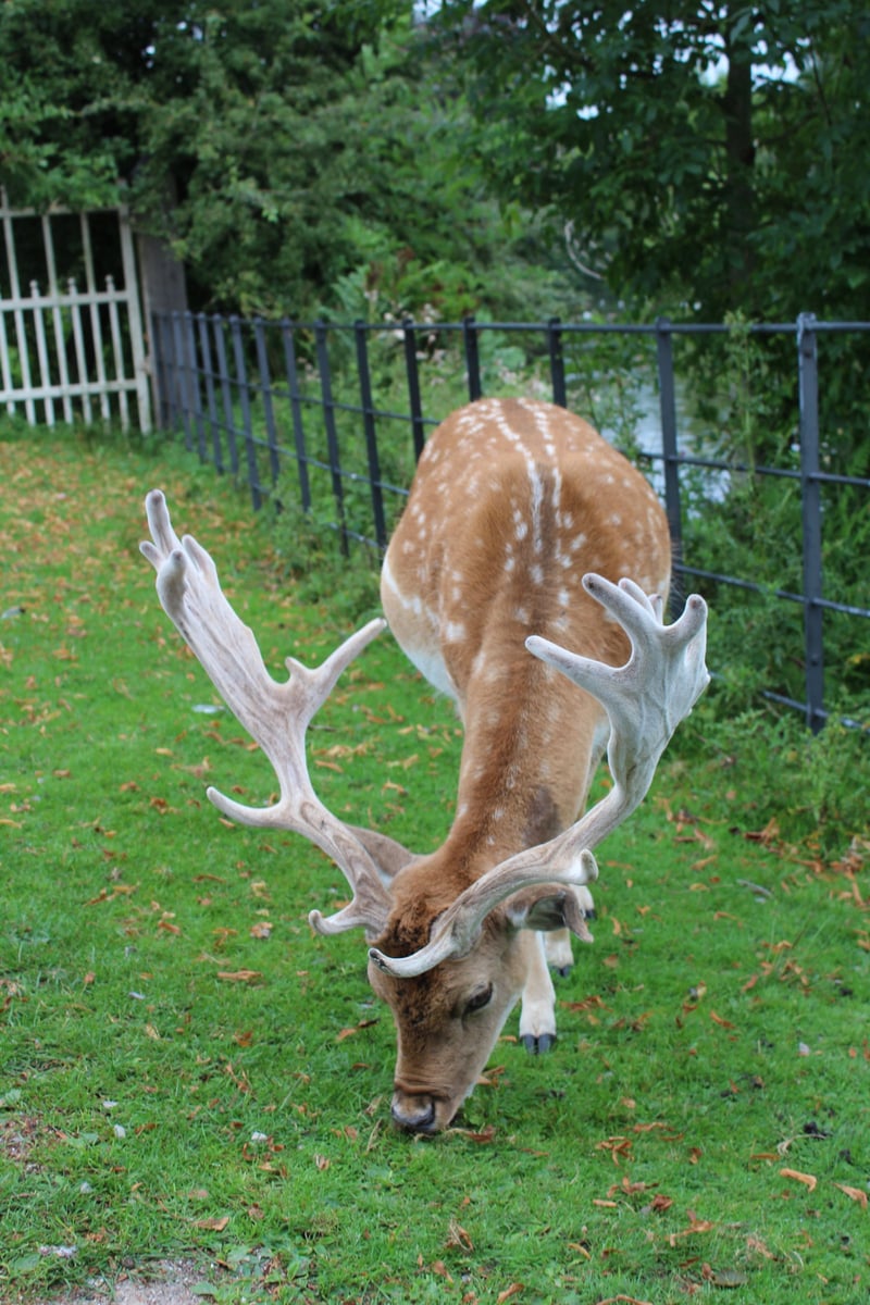 Fallow Deer at Dunham Massey
