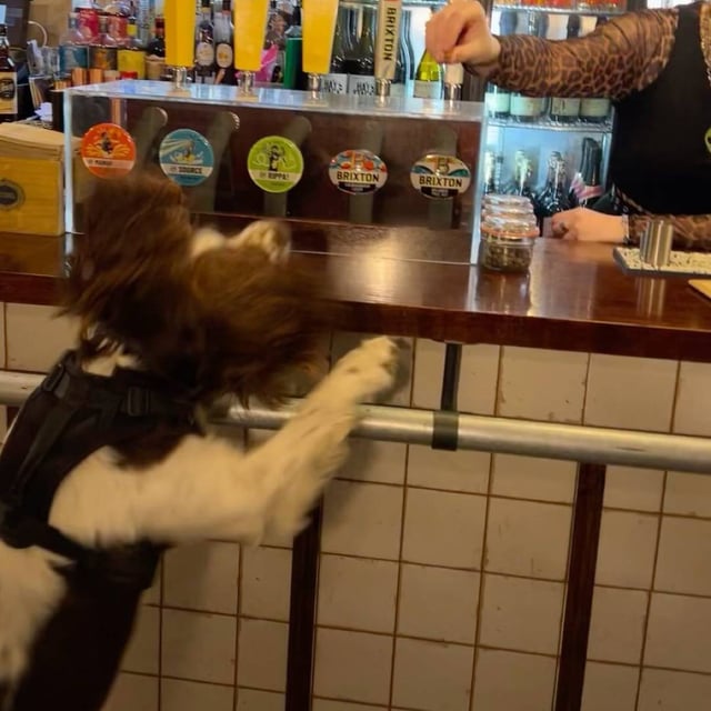 A guide to dog-friendly Brighton & Hove 🐾 brighton.dog