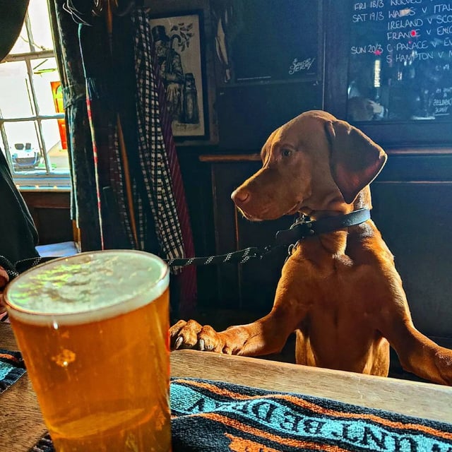 brighton.dog - A guide to dog-friendly Brighton & Hove 🐾