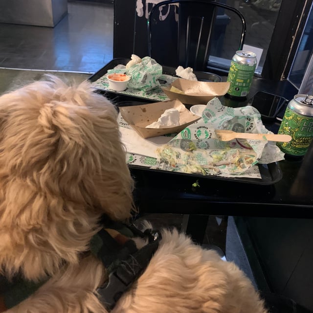 What The Pitta is dog friendly!