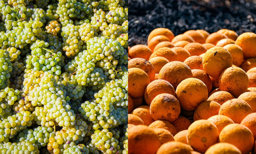 Can you turn leftover fruit into something new? Pitch your solution ...