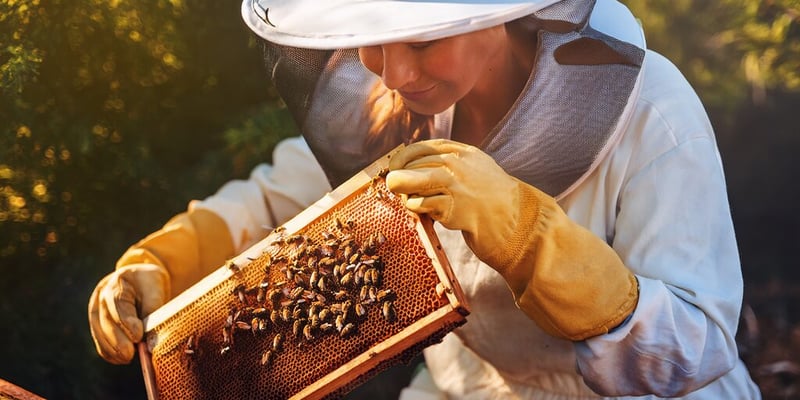 Traiter les ruches contre le varroa : quand et comment