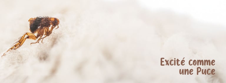 Solutions contre les nuisibles - Nos produits - Page 6 à 7