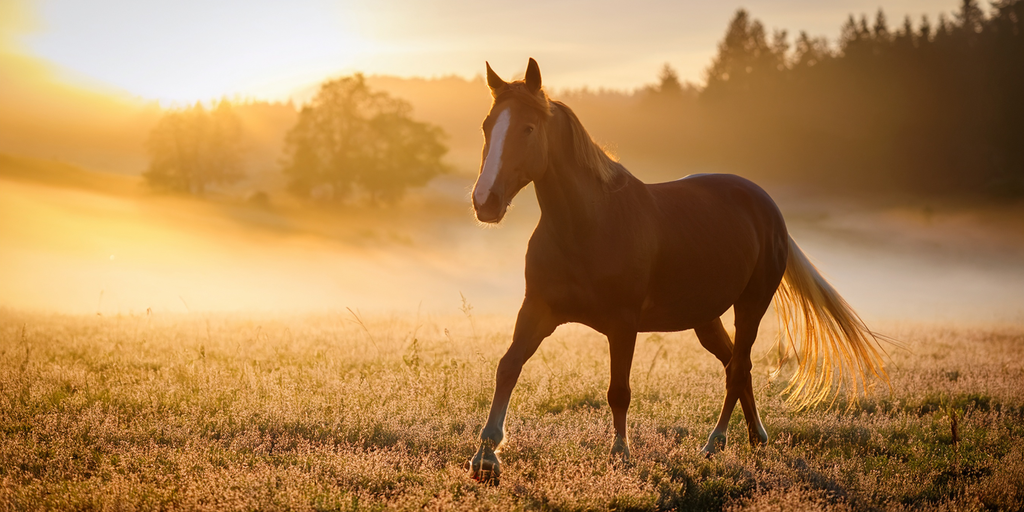 How to relieve joint pain in animals?