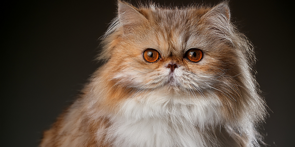 Prevenire e curare le macchie da lacrimazione nei cani e nei gatti