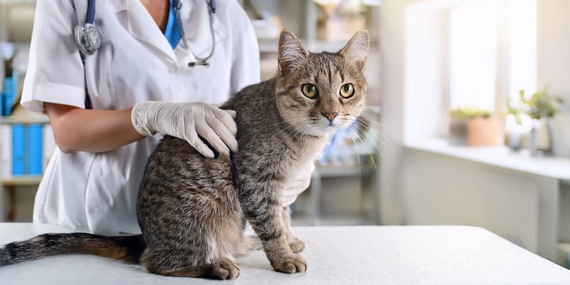 Mis on kassi jaoks kõige tõhusam ussirohi?