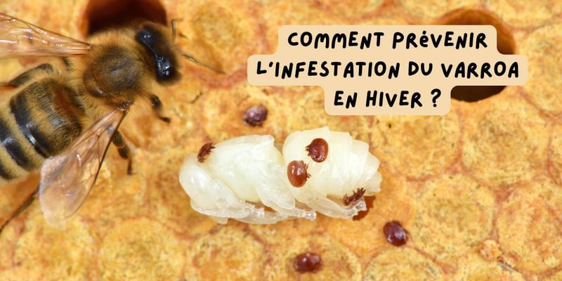 Calistrip Biox - Վարրոա դեստրուկտորի կենսաբանական բուժում - Մեղուներ ...