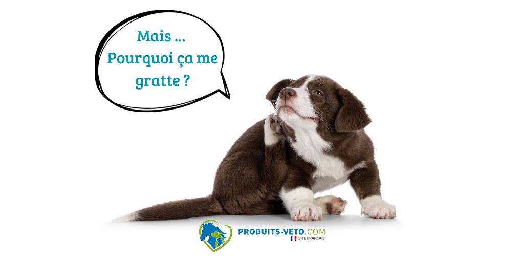 小型犬和幼犬的抗寄生虫治疗：正确保护它们所需了解的一切