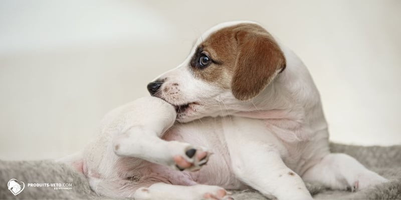 小型犬和幼犬的抗寄生虫治疗：正确保护它们所需了解的一切